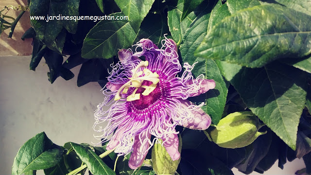 El significado de las flores – Jardines Que Me Gustan