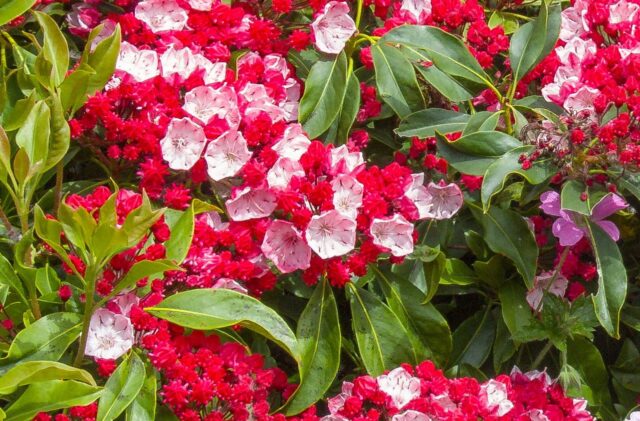 Pétalos de kalmia – Jardines Que Me Gustan